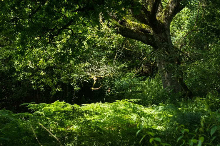 Haunted or mysterious? These incredible forests will leave you wanting ...