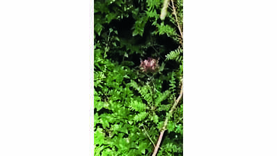 Tiger Sneaks Into Walmi Campus, Foresters On Alert | Bhopal News ...