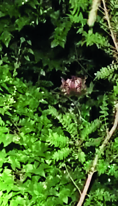 Tiger Sneaks Into Walmi Campus, Foresters On Alert | Bhopal News ...