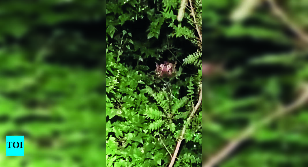 Tiger Sneaks Into Walmi Campus, Foresters On Alert | Bhopal News ...