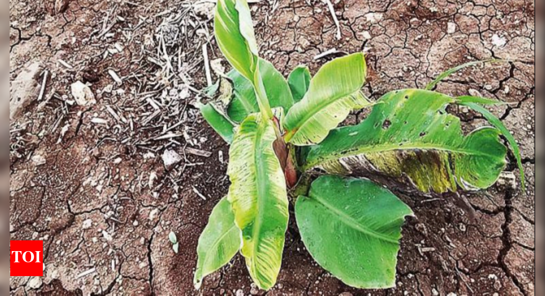 Banana: Virus Infects Banana Plants On 4,000ha In Jalgaon Dist | Nashik ...
