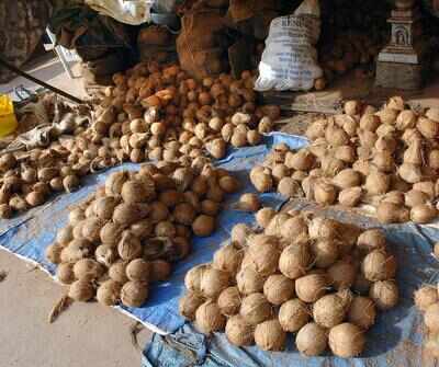 With unsold crop, coconut farmers stare at losses | Goa News - Times of ...