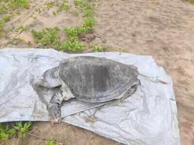 Turtle carcass found on Agonda beach | Goa News - Times of India