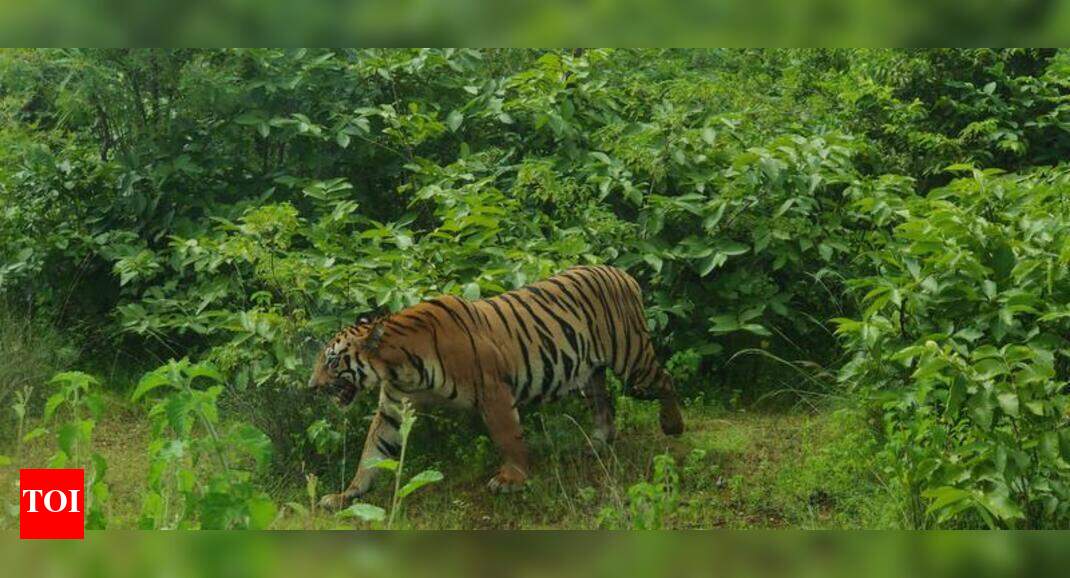 Lakhandur-Wadsa tiger CT1 claims 13th life | Nagpur News - Times of India