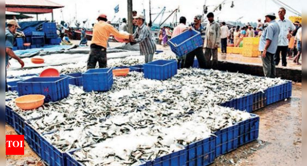 Ban, Recession Push Guj Fish Exports Down By 35% | Rajkot News - Times ...