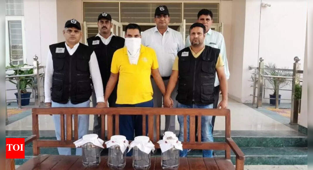 Haryana: Lawrence Bishnoi gang member arrested in Karnal; 4 foreign ...