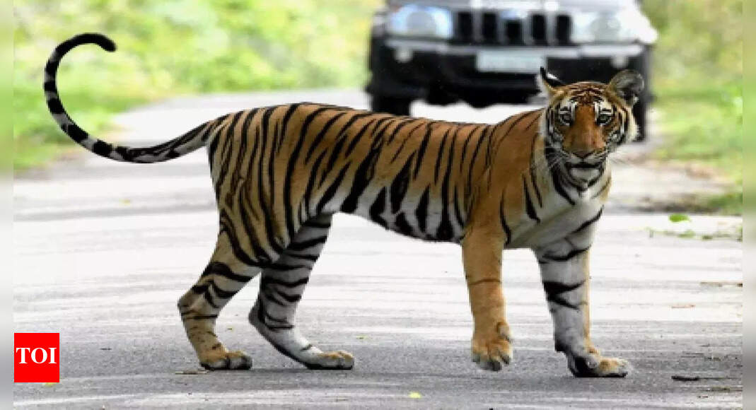 Bihar: Tiger on prowl kills 2 buffaloes in West Champaran | Patna News ...