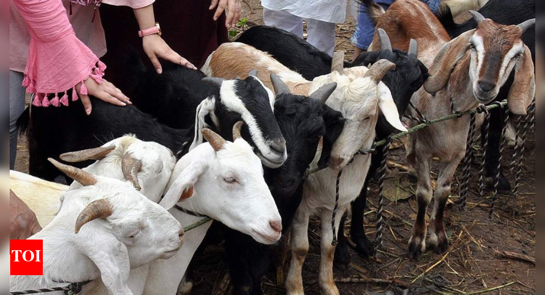 Maha To Allow Animal Sacrifice On Dussehra At Nashik Temple | Mumbai ...