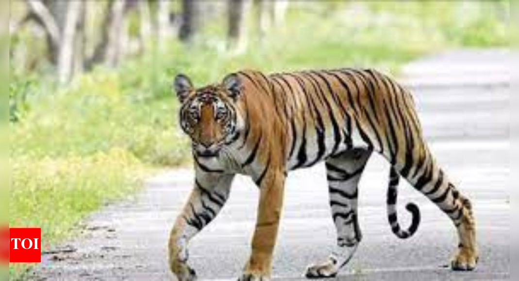 Goa: For tiger reserve, 3 sanctuaries surveyed by 90 staff for 5 days ...