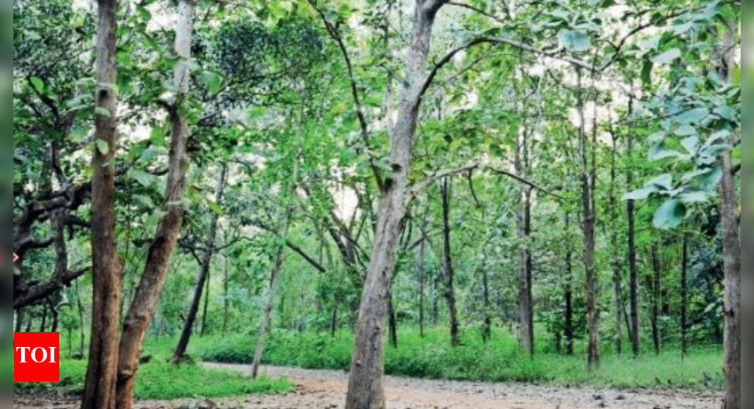 Karnataka: Karnataka lost 746 hectares of forest in three years ...