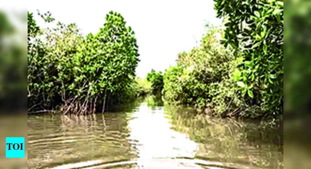 Restore Kakinada Mangrove Forest, Ngt Tells Gmr, State | Hyderabad News ...