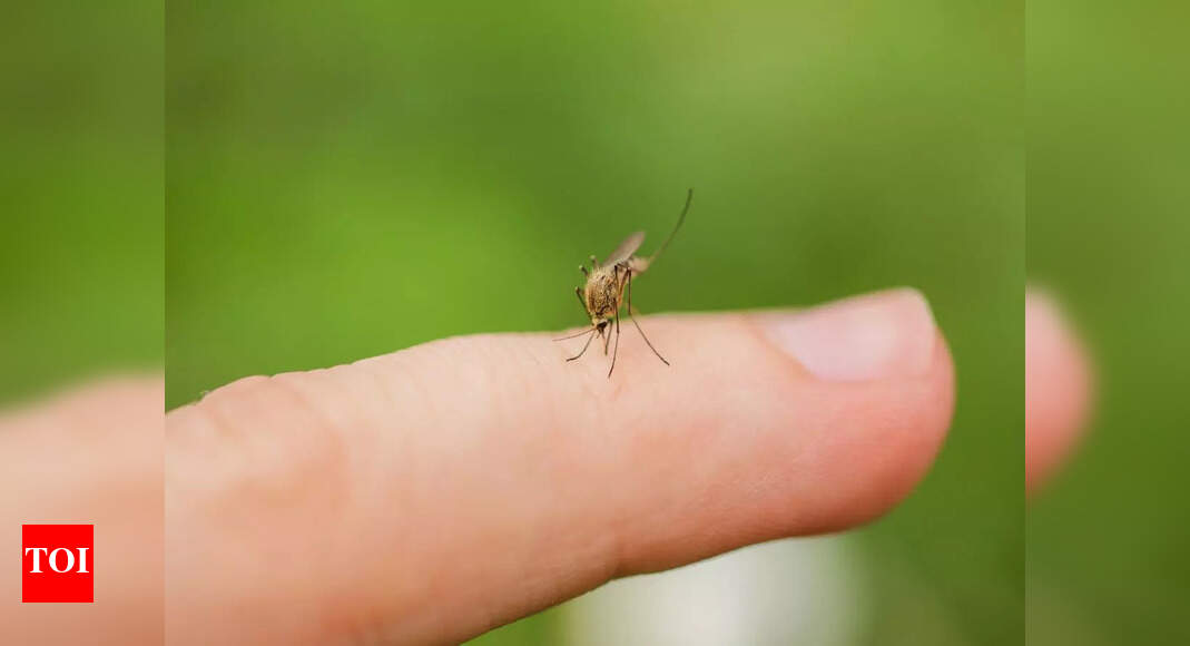 Scientists tricked 200 mosquitoes into delivering malaria vaccines to humans - Times of India