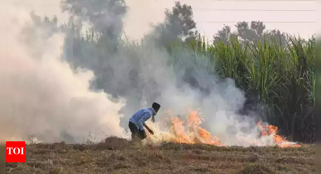 Haryana records 9 farm fire cases in 18 days | Chandigarh News - Times ...