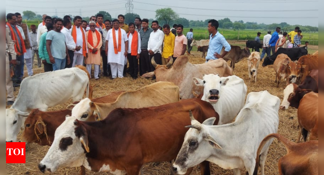 BJP alleged death of over 90 cows at Chhattisgarh's Gothan, Congress ...