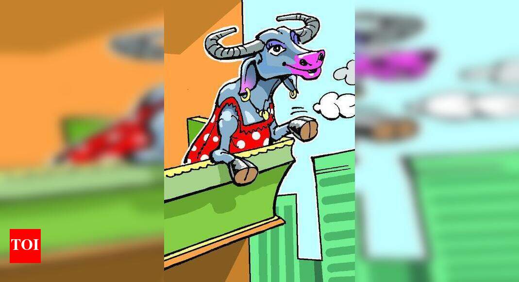 Buffalo movement eased as lumpy curbs threatened meat exports | Nagpur ...