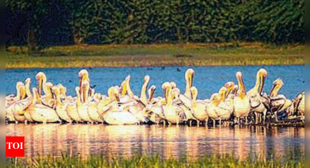 Thol: Gujarat: Sewage pollutes Thol, Ramsar tag under threat ...