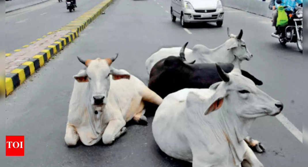 Cow on road: To err fatally is human, so forgive bovine | Ahmedabad ...