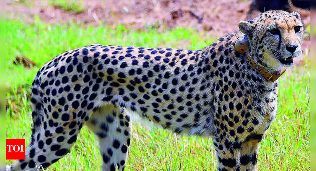 Cheetah scientist backs Kuno project: ‘Genetic gap not much’ | Bhopal ...