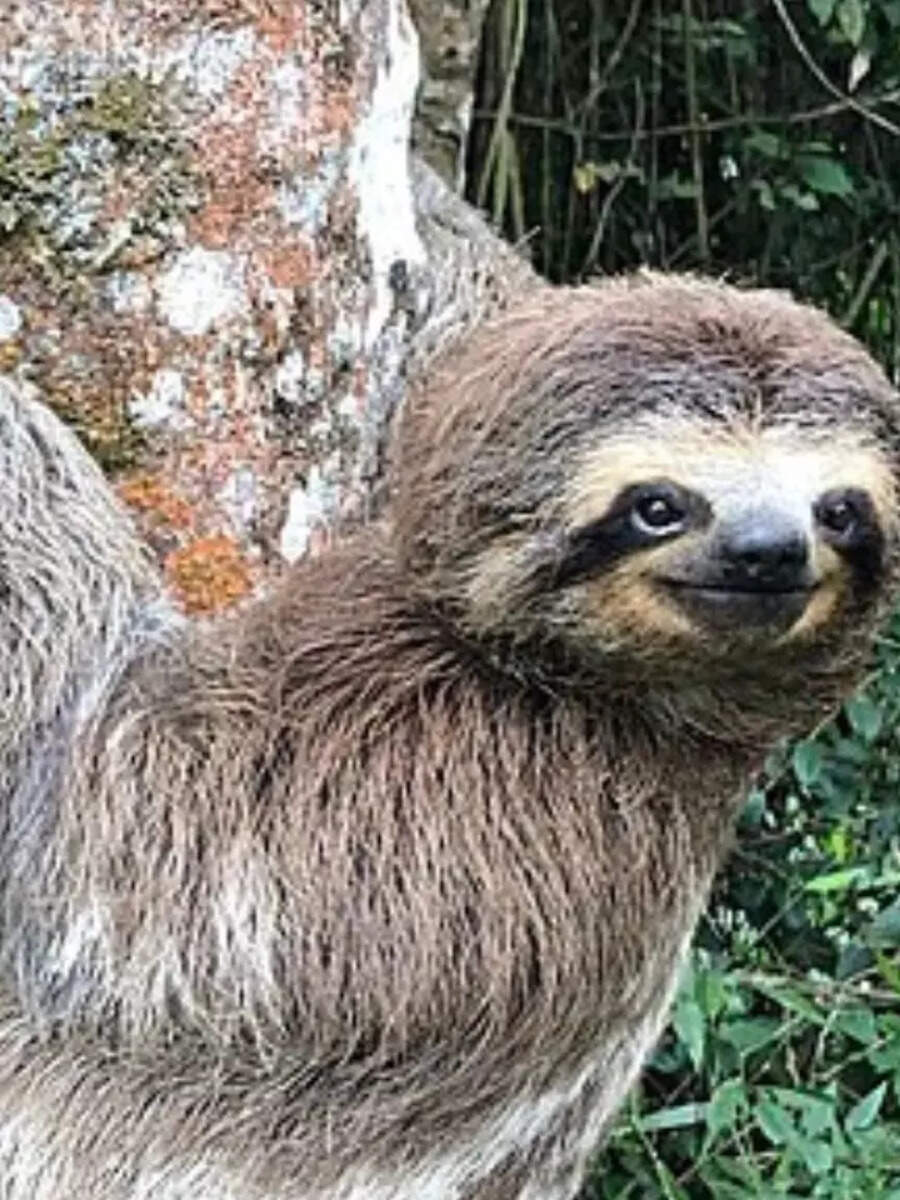 7 strange animals you might have never seen before | Times Now