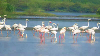 Panje: Noted Scientist To Monitor Panje Wetland | Navi Mumbai News ...