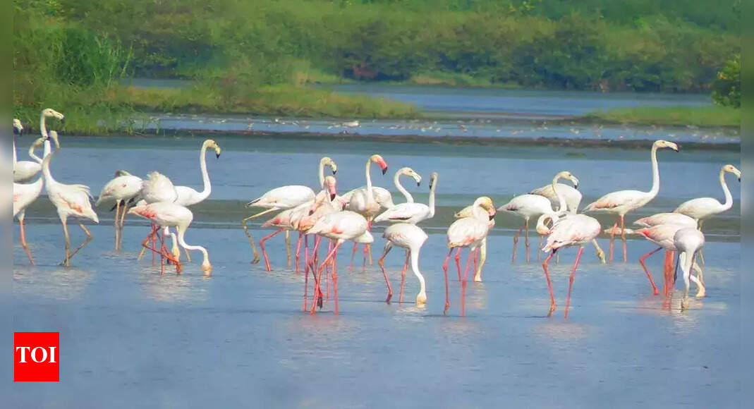 Panje: Noted Scientist To Monitor Panje Wetland | Navi Mumbai News ...