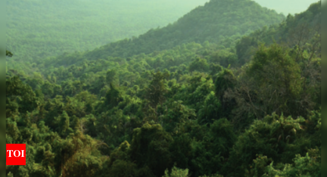 Forest dept sets up panels to monitor afforestation in Goa | Goa News ...