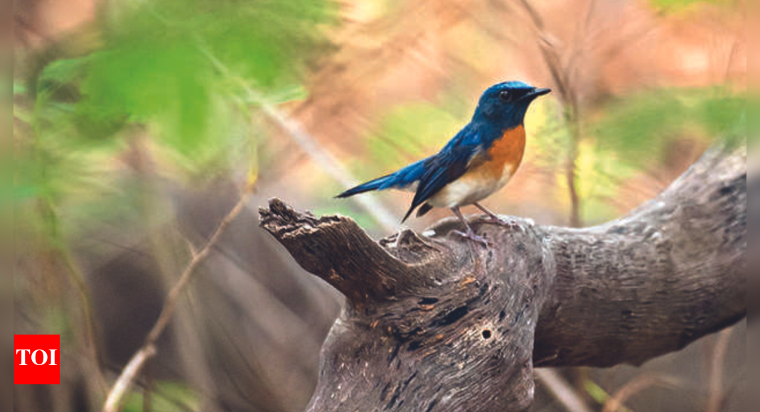 Himalayan bird spotted in Delhi-NCR after 4 years | Gurgaon News ...