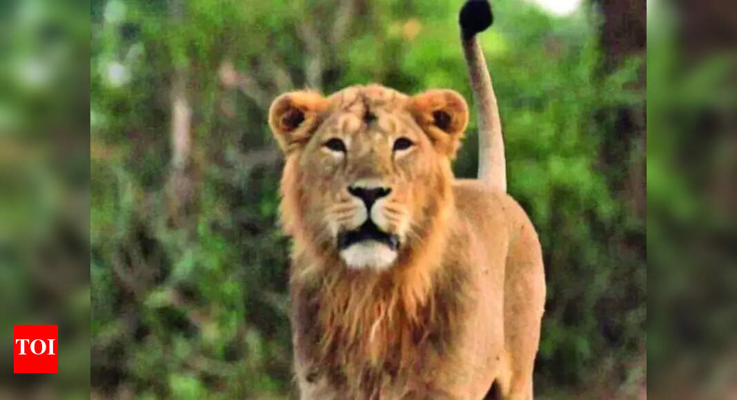 Why the famous Gir lion is hanging out by the beach | Ahmedabad News ...