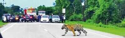 Dispersing through thinning forests, tigers come into conflict with ...