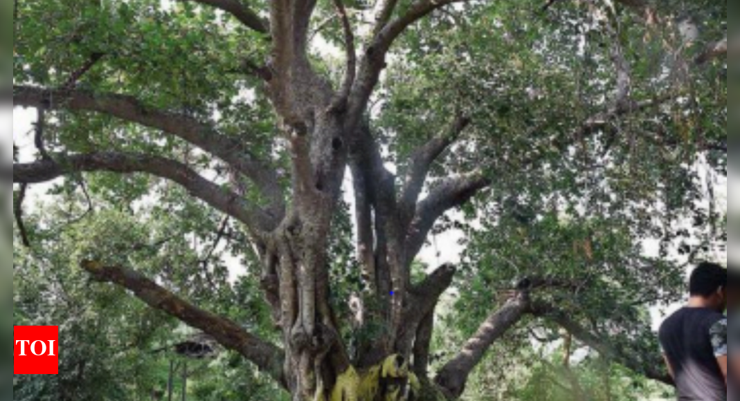 Forest department set to beautify vicinity of 'heritage' trees in Noida ...