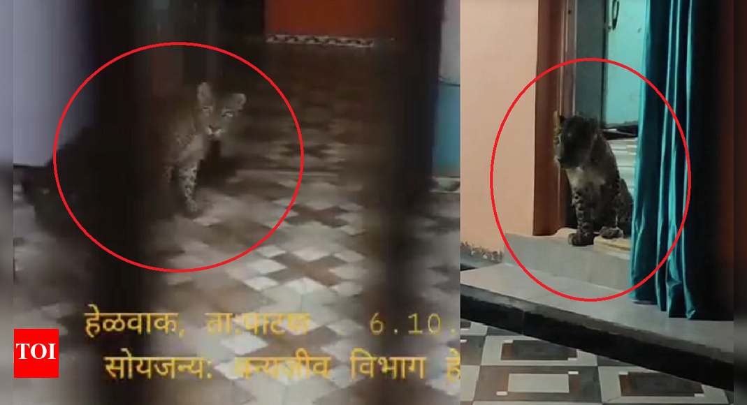 Leopard enters house while chasing dog in Maharashtra's Satara, trapped by forest department ...