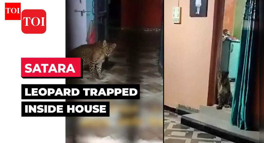 Maharashtra: Leopard enters house while chasing dog in Satara, trapped ...