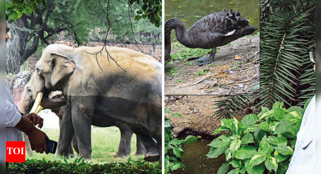 For the love of wildlife! Elephant at Delhi zoo adopted for Rs 6 lakh ...