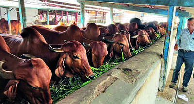 Only Vaccinated Cattle Allowed To Travel During Harvest Season | Nashik ...