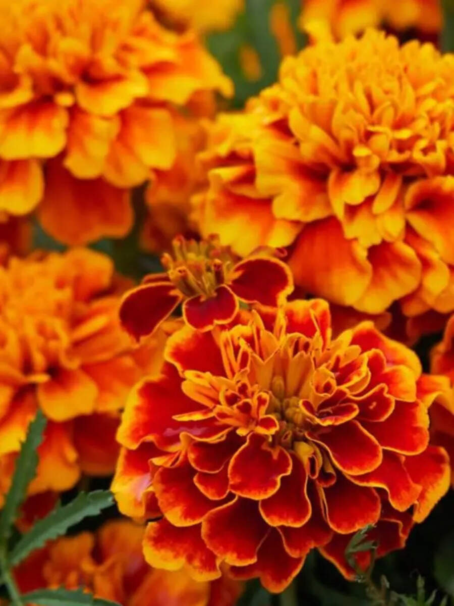 Marigold decor you have to try this festive season | Times of India