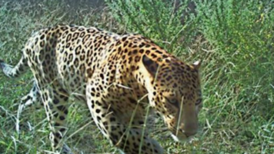 Delhi's Asola sanctuary is home to 8 leopards | Delhi News - Times of India