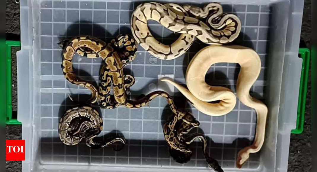 Mumbai: Pythons in parcel of over 600 exotic animals from Malaysia ...