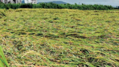 Rayalaseema: Rains Damage Kharif Crops In Over 4k Acres | Visakhapatnam ...