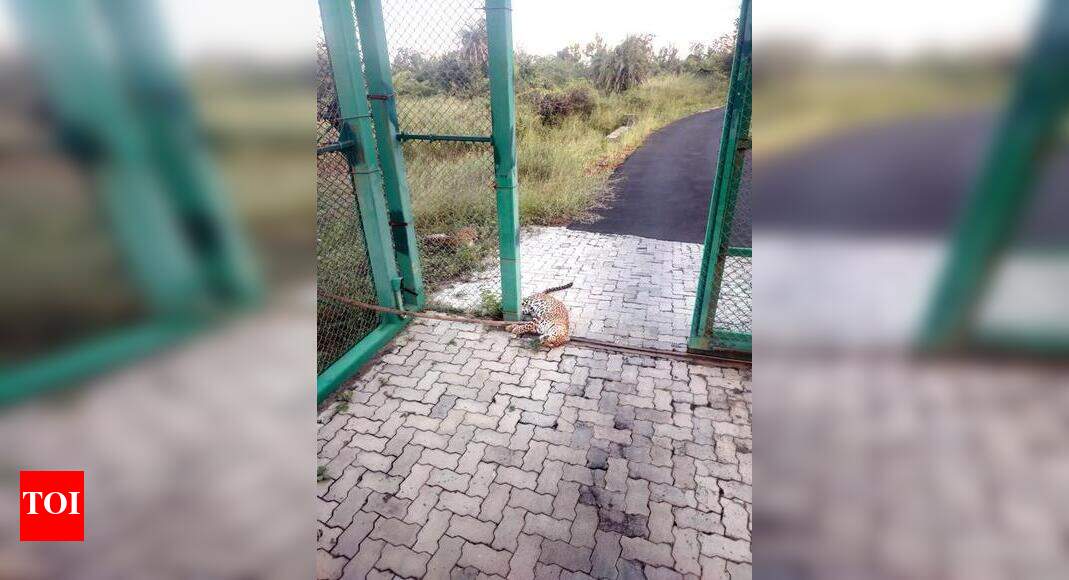 Safari: Leopard escapes after getting stuck in Gorewada safari gate | Nagpur News - Times of India