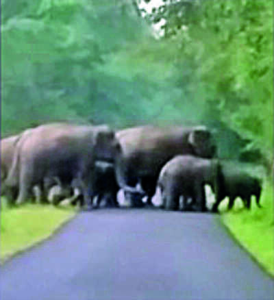 Ntca Gives Green Signal To Release Five Tigresses In Nntr | - Times of ...