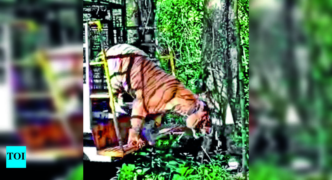 Tiger Lost Vision In Left Eye After Fight: Experts | Kochi News - Times ...