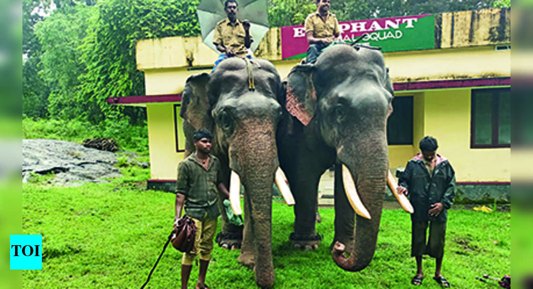 Kumki: Forest Dept To Send Back Kumki Elephants | Kochi News - Times of ...