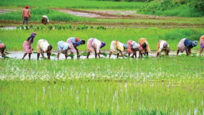 Boost for farmers as traditional seed barter system set to be revived ...