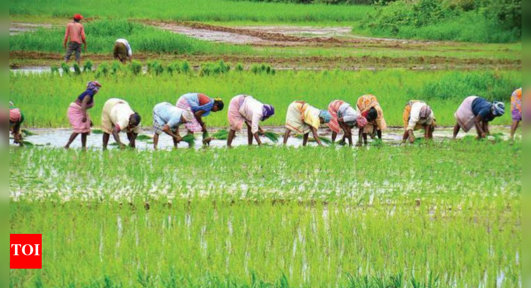 Boost for farmers as traditional seed barter system set to be revived ...