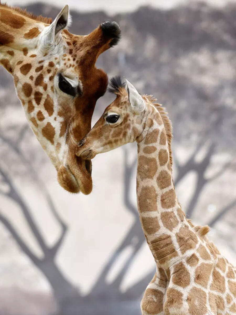 Images of cute baby animals | TOIPhotogallery