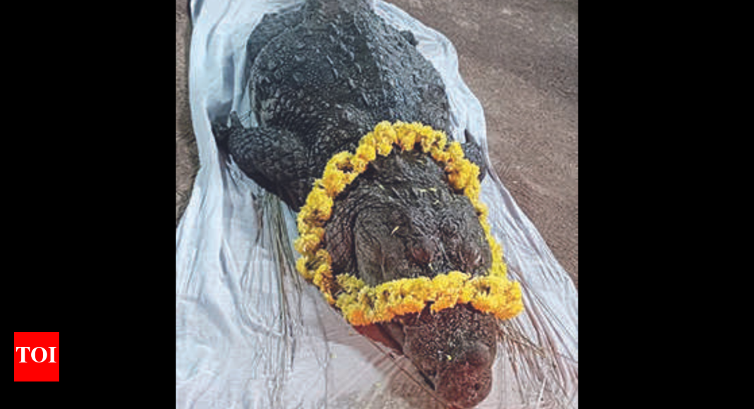 Karnataka: Babiya, the 'vegetarian' crocodile in Kasaragod's famous ...