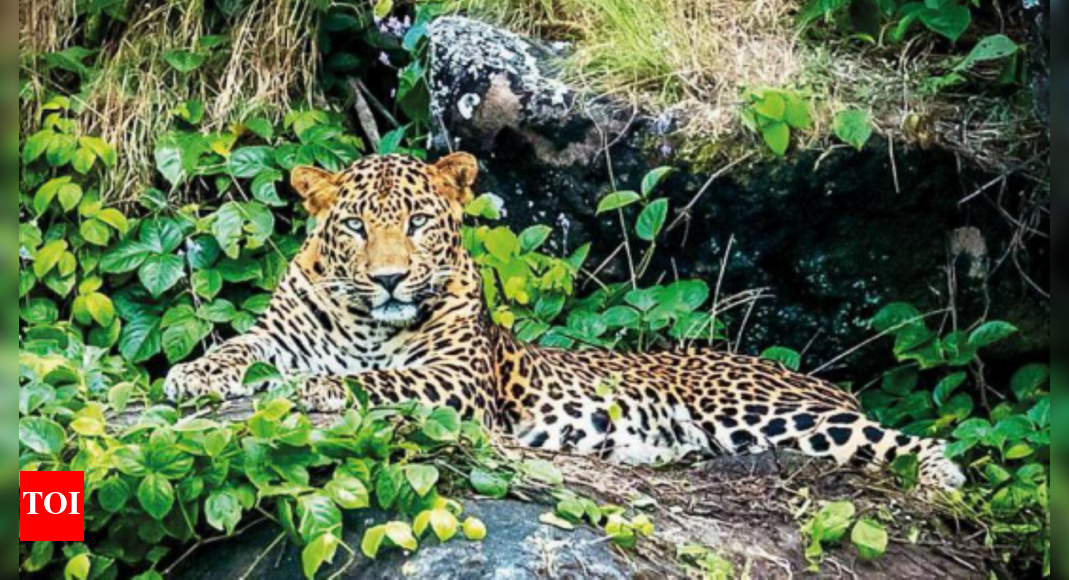 Maharashtra: Leopard sighted near Jyotiba foothills, sparks concern ...