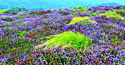 Kurinji Blooms On Kallippara Hills | Kochi News - Times of India