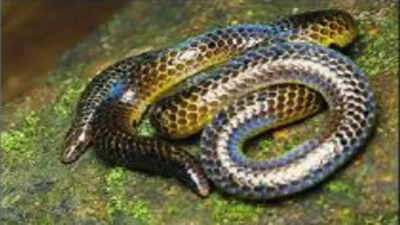 Golden Shieldtail: Kerala: Golden Shieldtail spotted after a gap of 142 ...