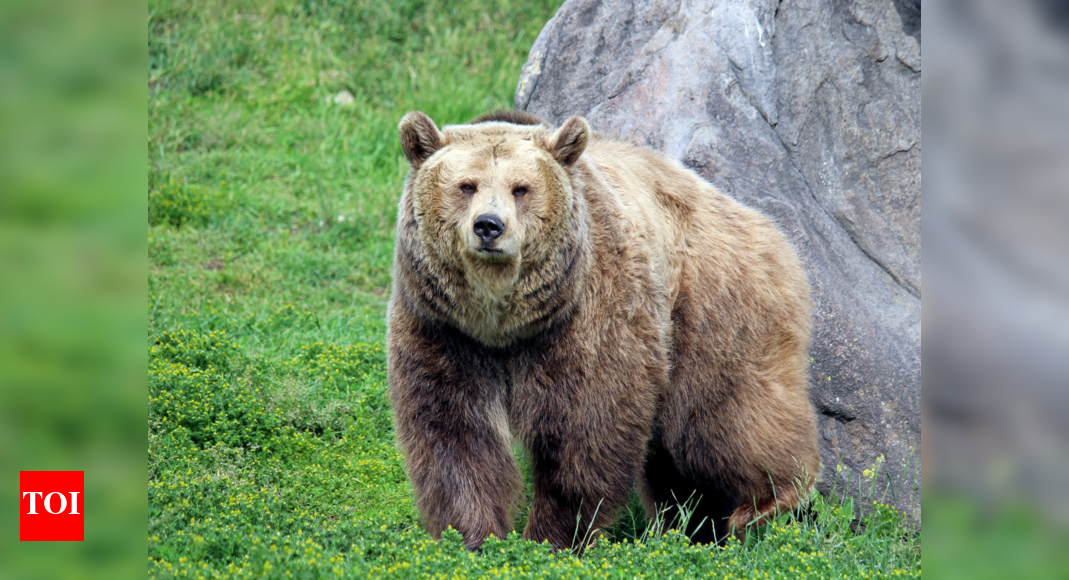 A brown bear gets high after eating "mad honey", video goes viral ...
